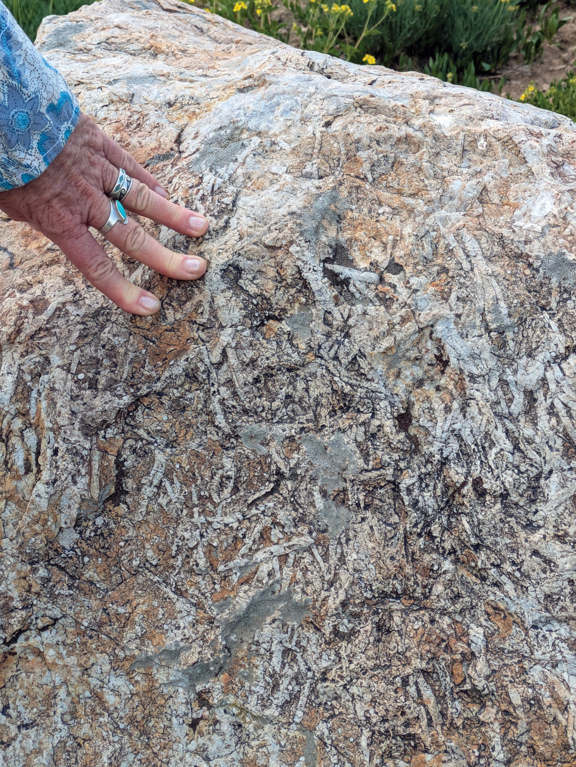Horizontal burrows on a bedding surface in the Swan Peak Formation ...