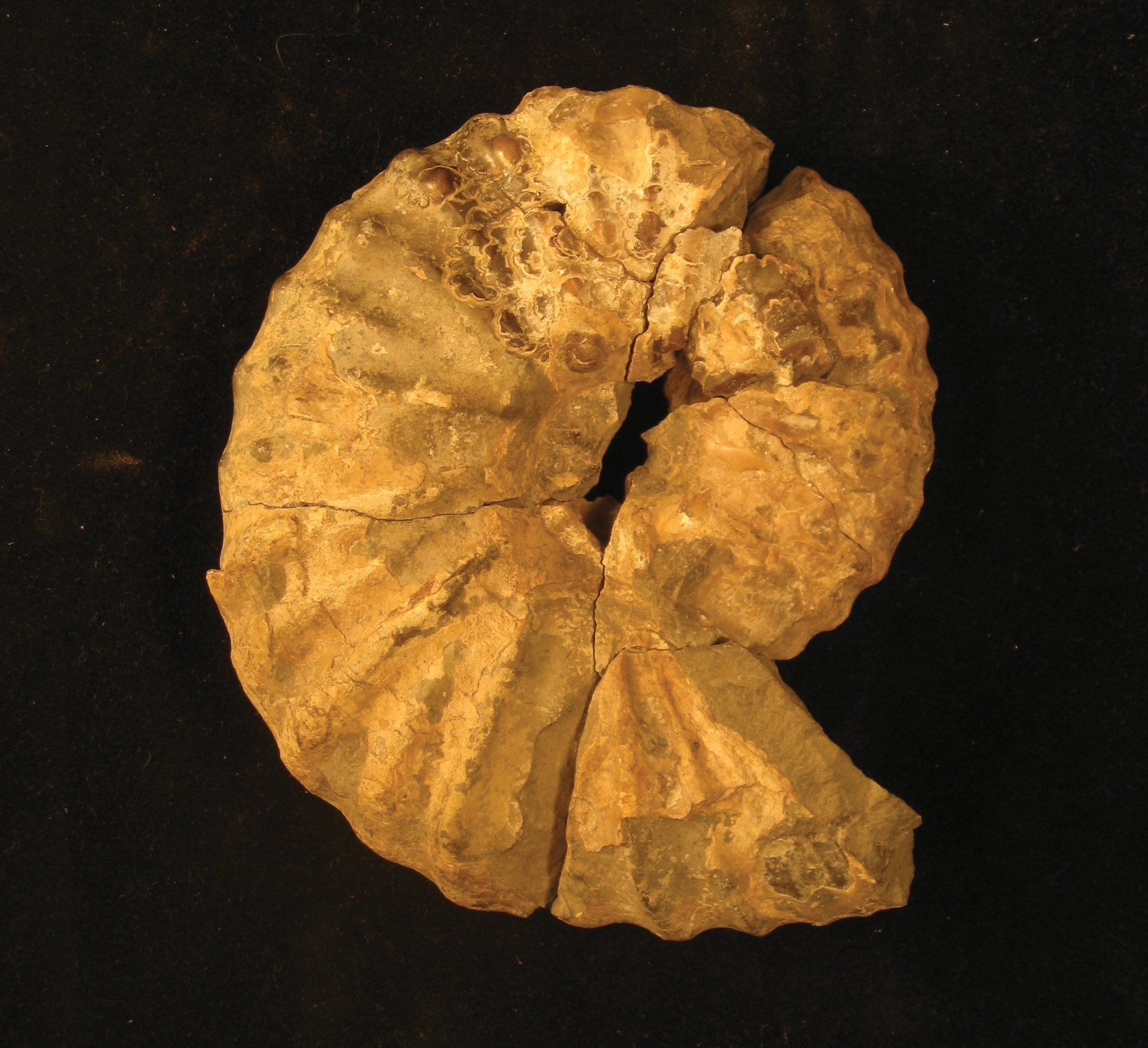 Glad You Asked: What should you do if you find a fossil? – Utah ...