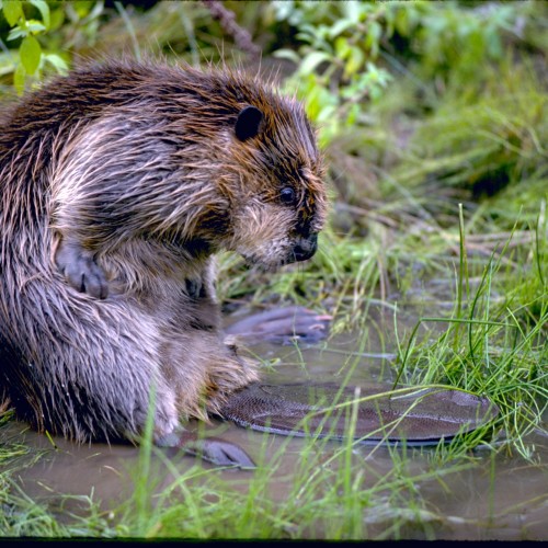 Wildlife and Plants – Utah Geological Survey