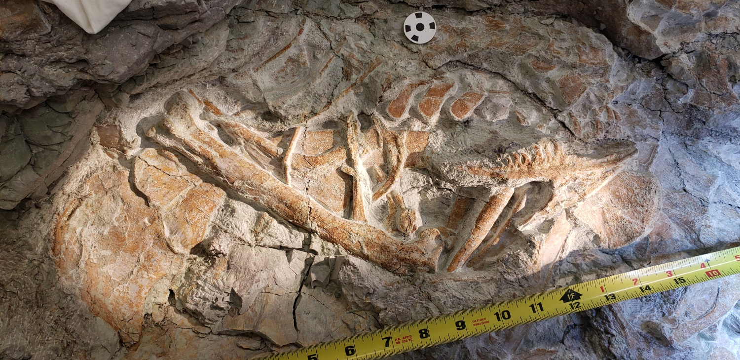 New Utahraptor discoveries continue to be revealed from Utah's most ...