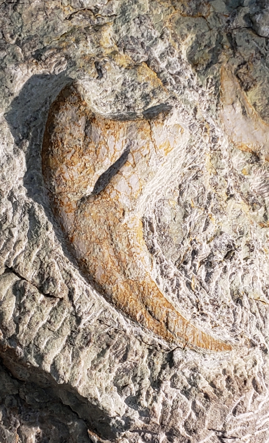 An approximately 2.5 inch long Utahraptor claw uncovered from the ...