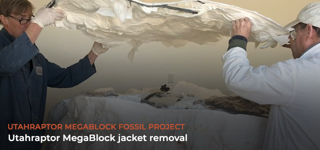 Utahraptor Megablock Jacket Removal - Utah Geological Survey