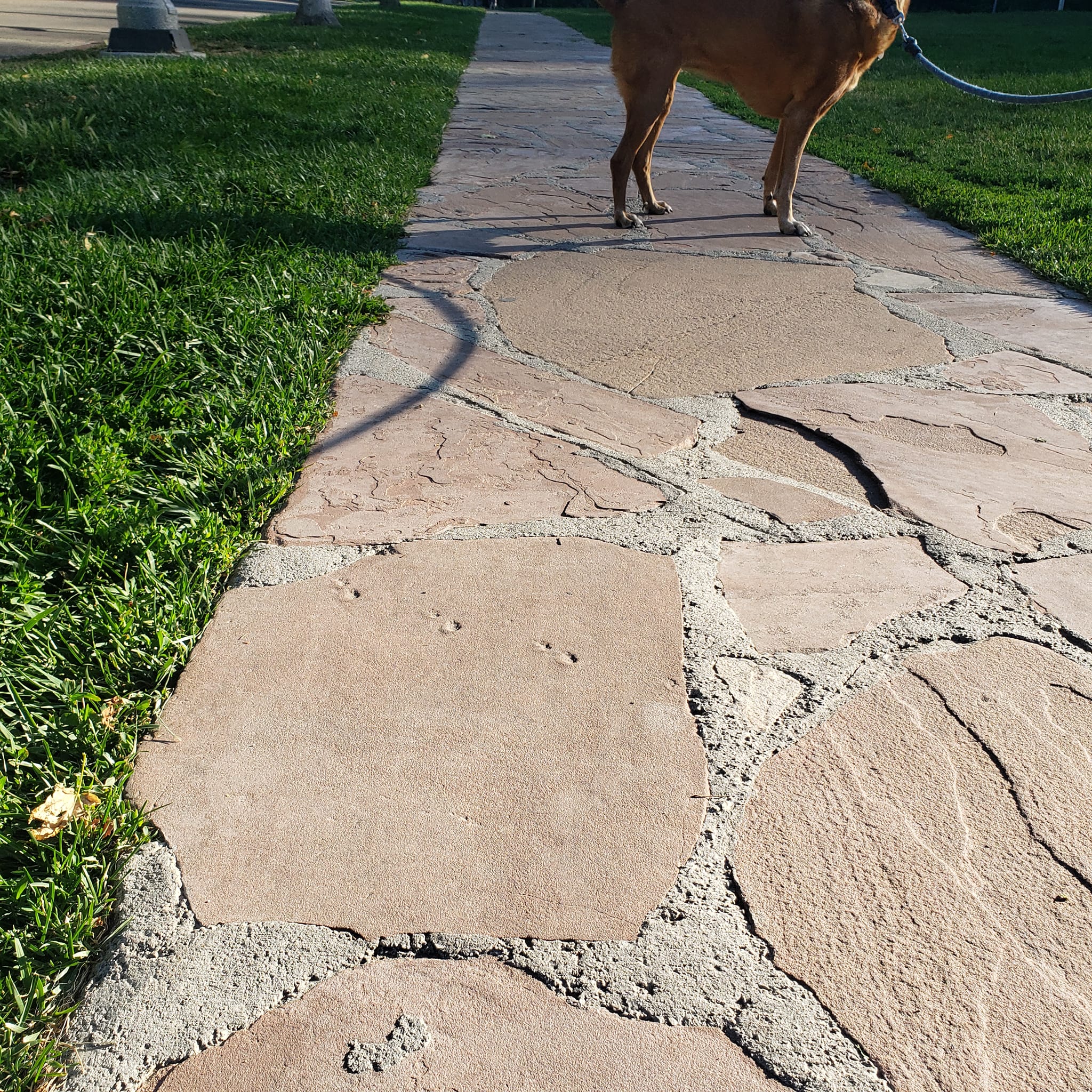 Additional sandstone blocks within this sidewalk feature tracks. Photo ...
