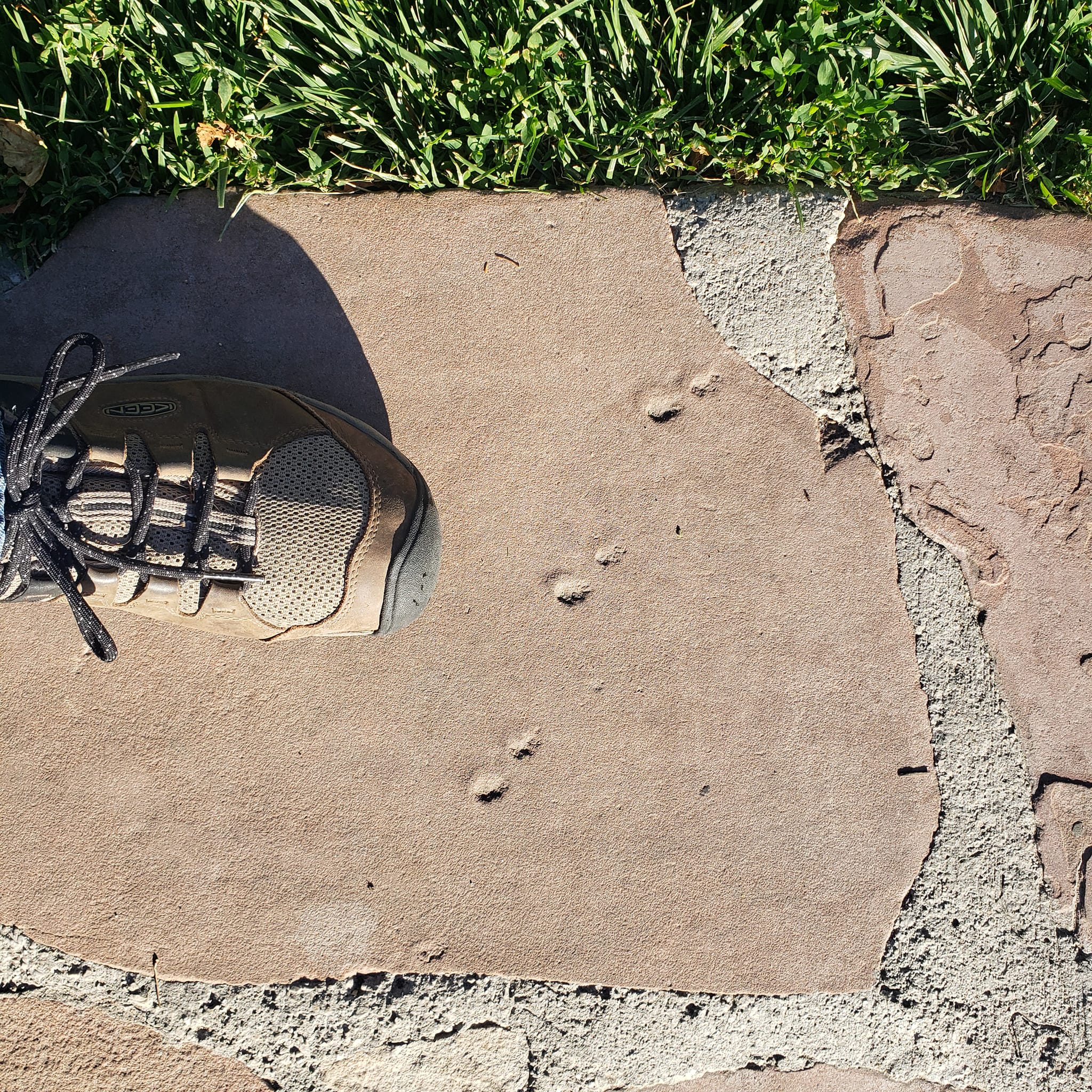 Additional sandstone blocks within this sidewalk feature tracks. A shoe ...