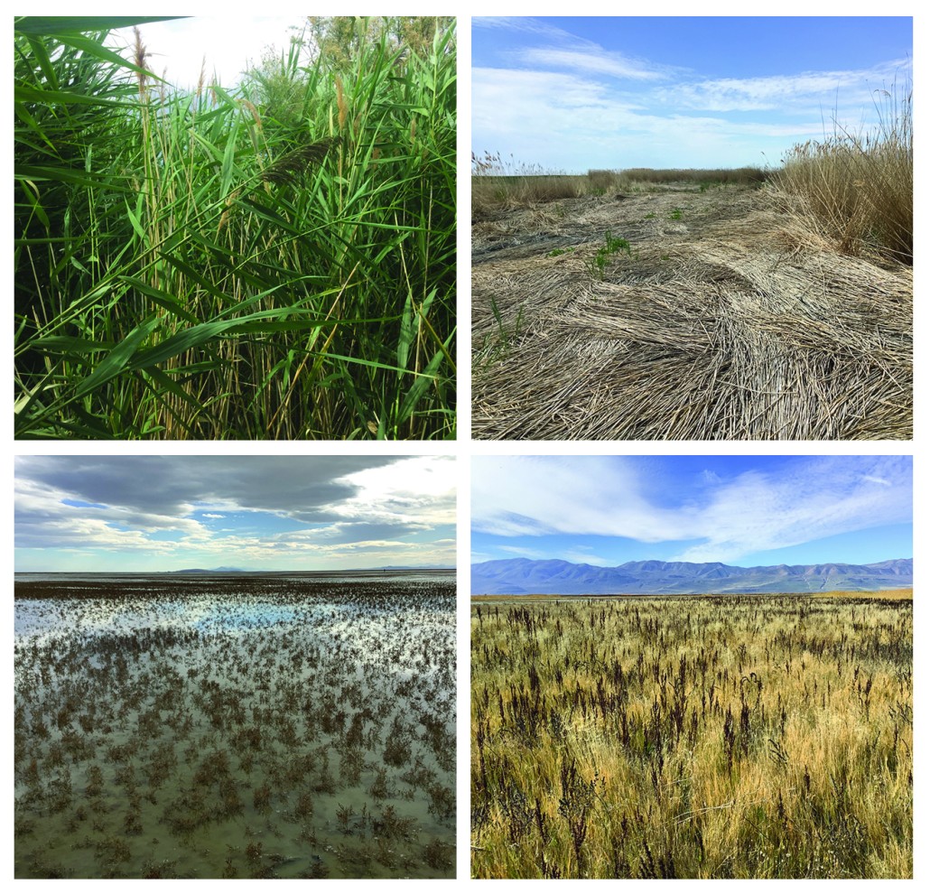 Vegetation communities - Utah Geological Survey