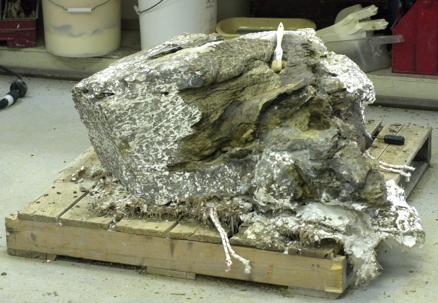 Fossil preparation after removal of the plaster jacket using brushes ...