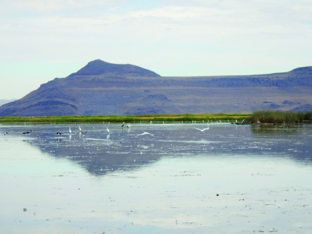 Shallowly flooded mudflat at a privately owned duck club near Bear ...