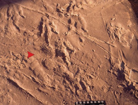 stgeorge_grallator_arroweubrontes - Utah Geological Survey